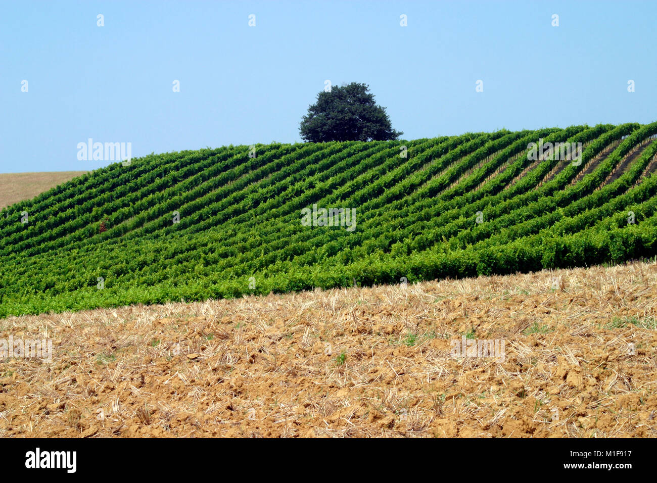 Simple graphic landscape, grape vines and ploughed field semi abstract ...