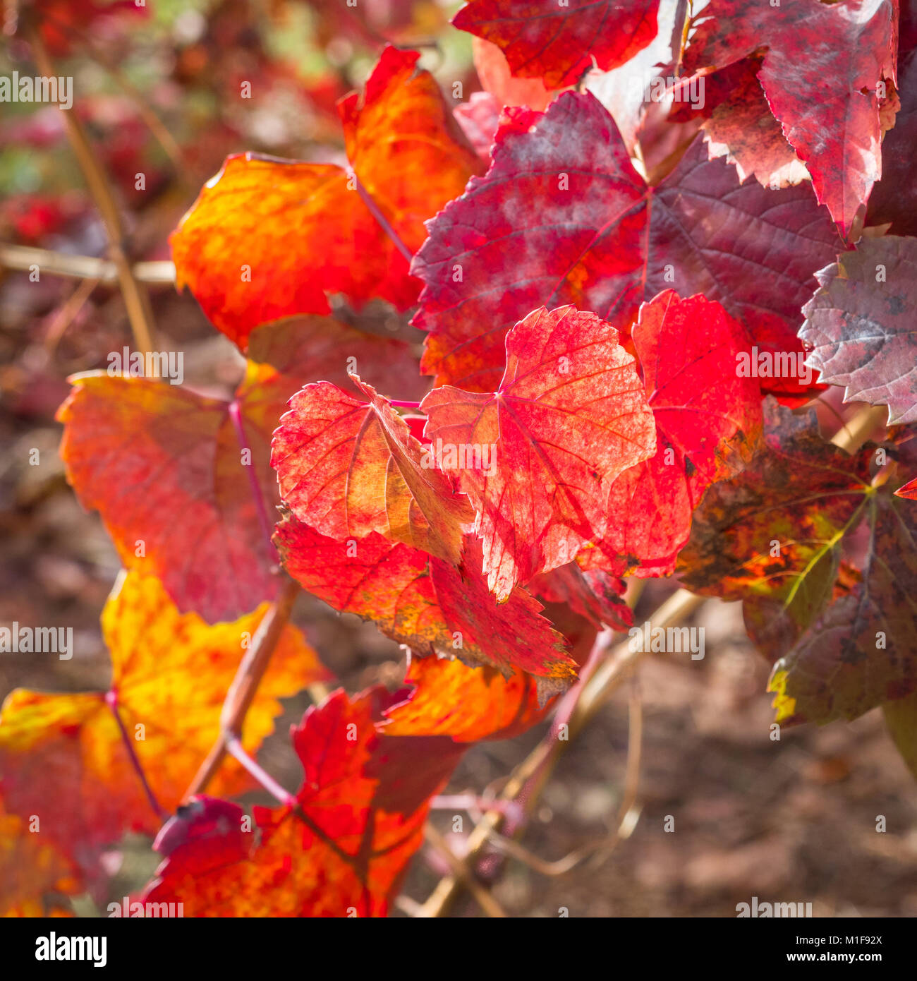 Red vine leaves hi-res stock photography and images - Alamy