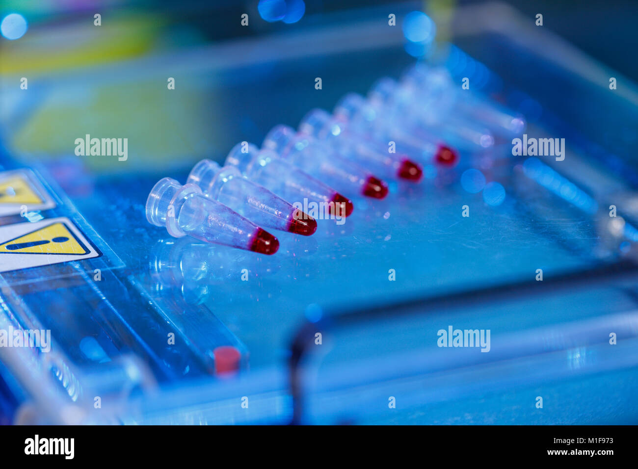 loading amplified DNA samples to agarose gel with multichannel pipette ...
