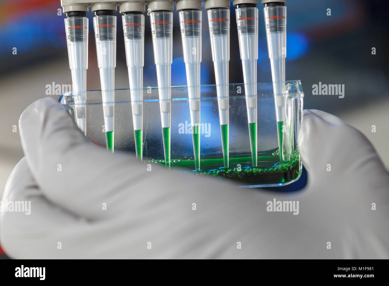 loading amplified DNA samples to agarose gel with multichannel pipette ...