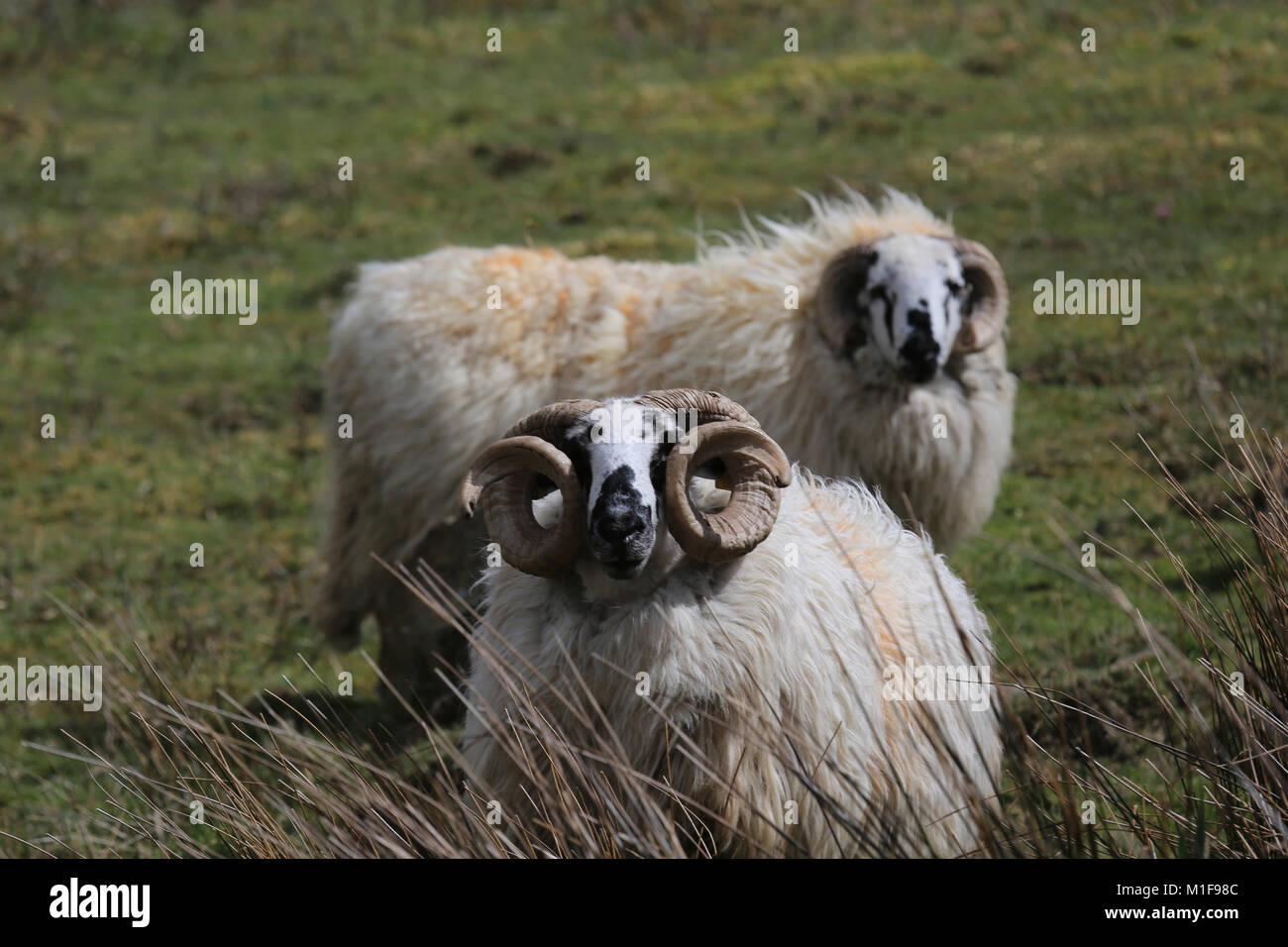 Baa baa black sheep hi-res stock photography and images - Alamy