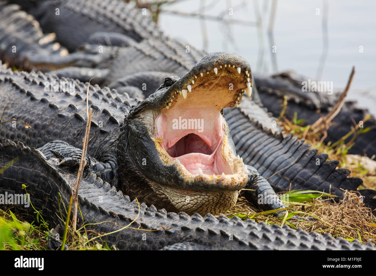 Alligator in Florida Stock Photo - Alamy