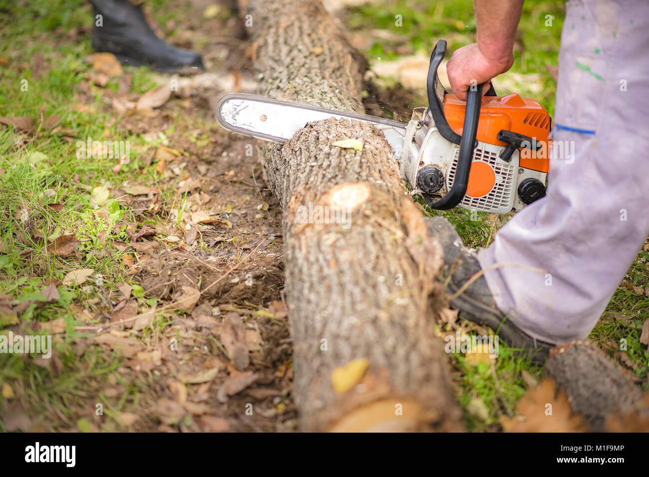 Wood cutting with chainsaw in nature Stock Photo - Alamy