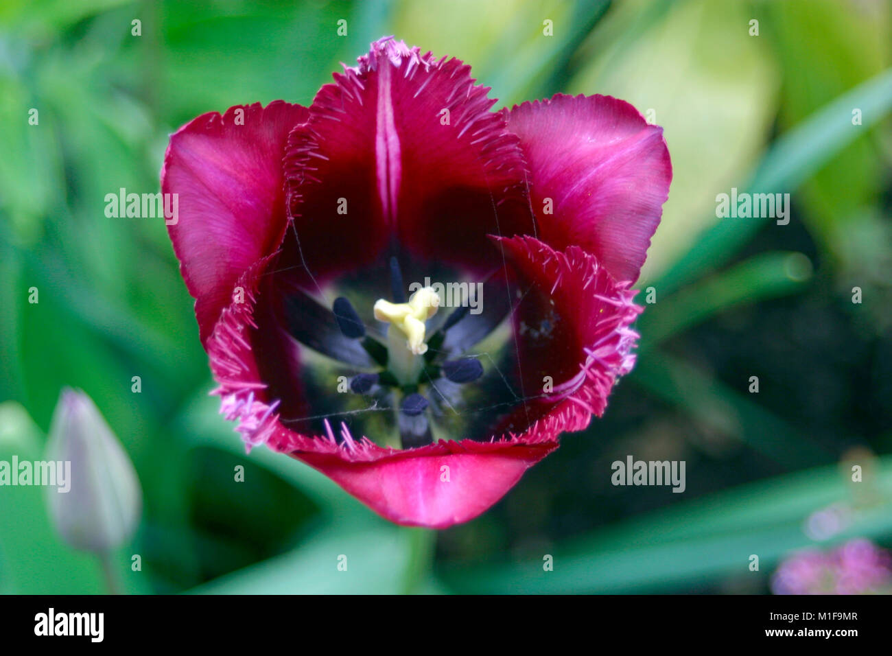 Purple tulip flower hi-res stock photography and images - Alamy