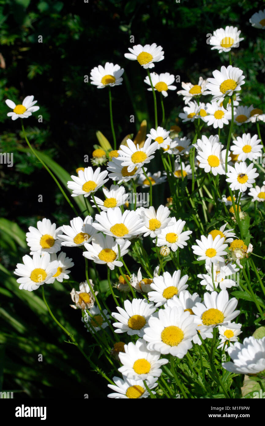 A pretty clump of white and yellow Margarite Daisies Stock Photo - Alamy