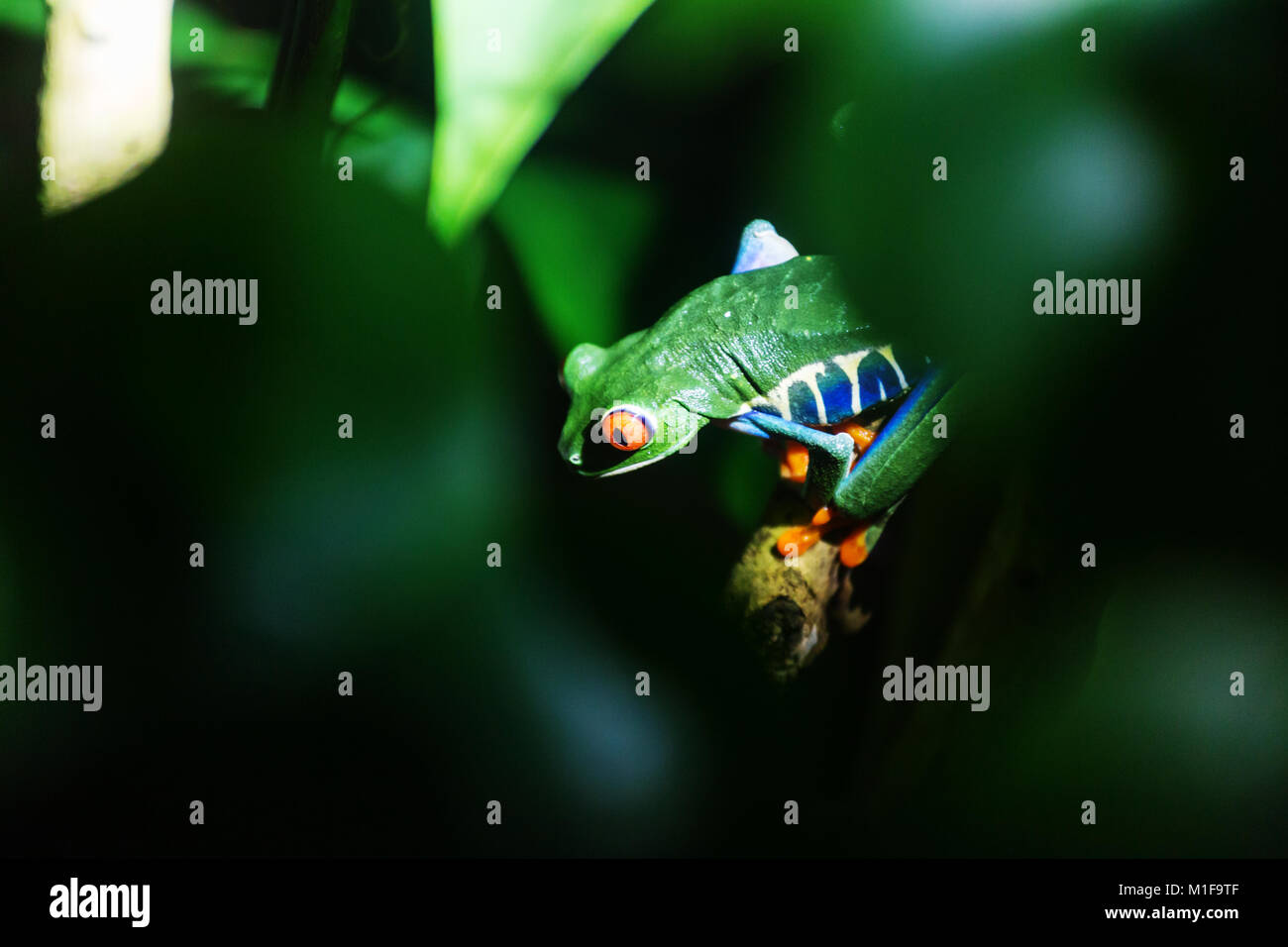 red-eye frog Agalychnis callidryas in Costa Rica, Central America Stock ...