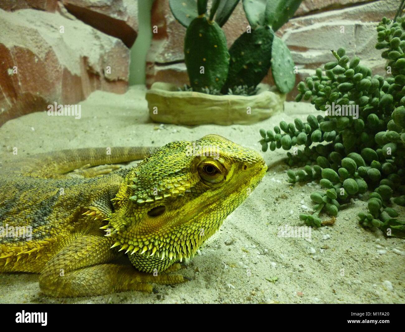 Nofliter hi-res stock photography and images - Alamy