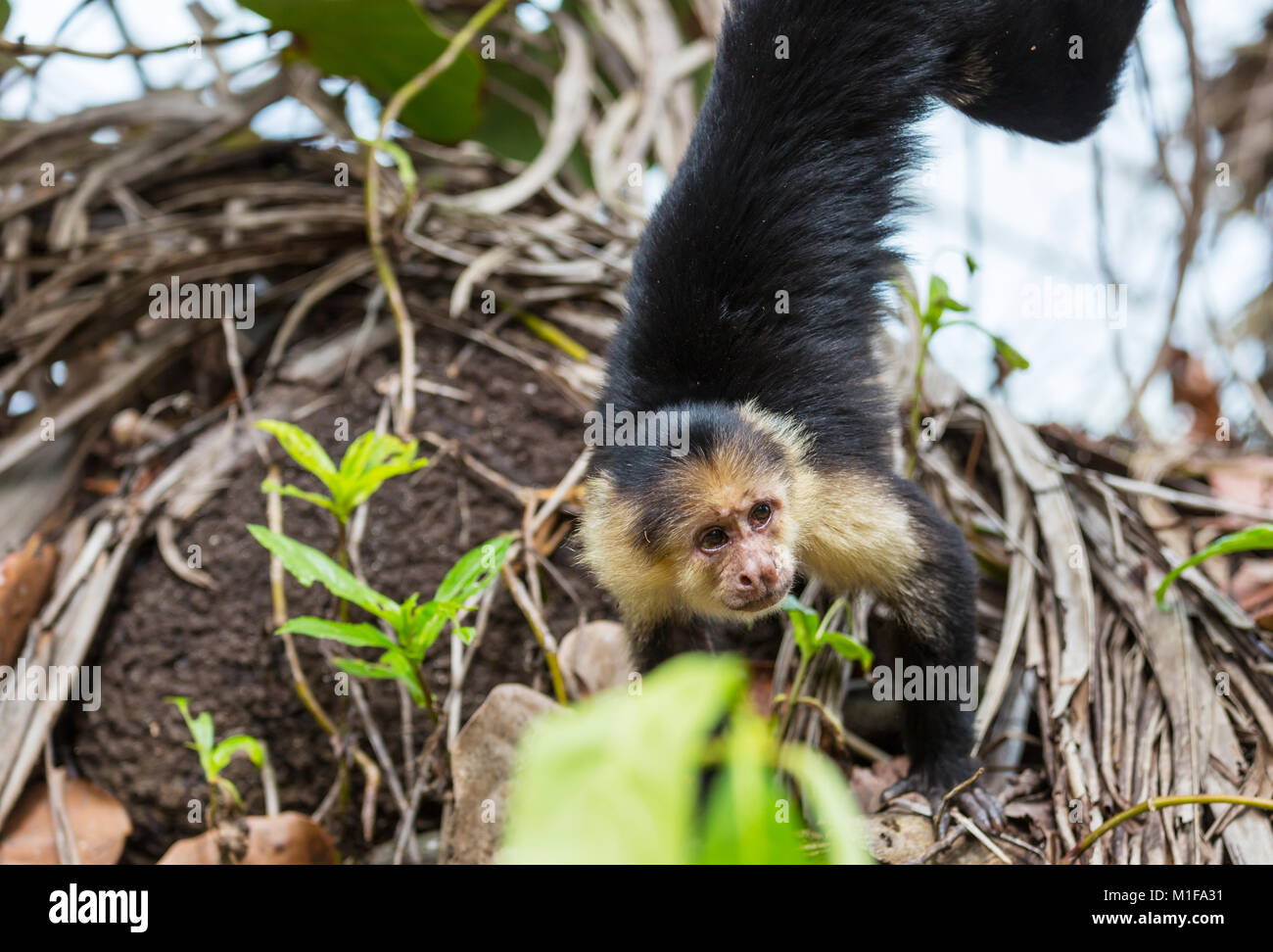 White faced capuchin monkeys forest in Costa Rica, Central America ...