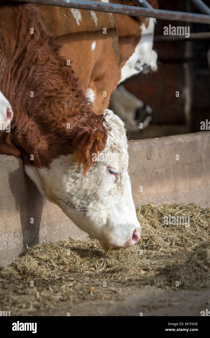 Farm life, portrait of a cow Stock Photo - Alamy