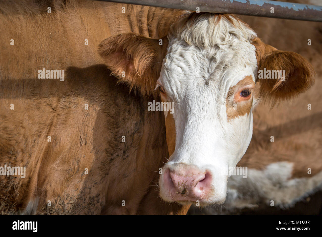 Farm life, portrait of a cow Stock Photo - Alamy