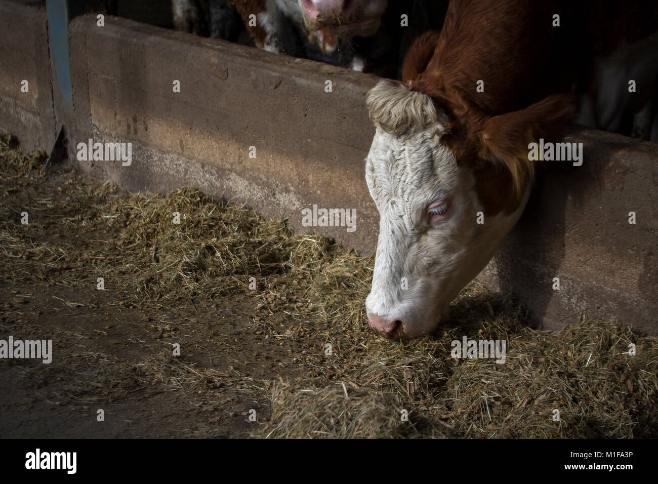 Farm life, portrait of a cow Stock Photo - Alamy