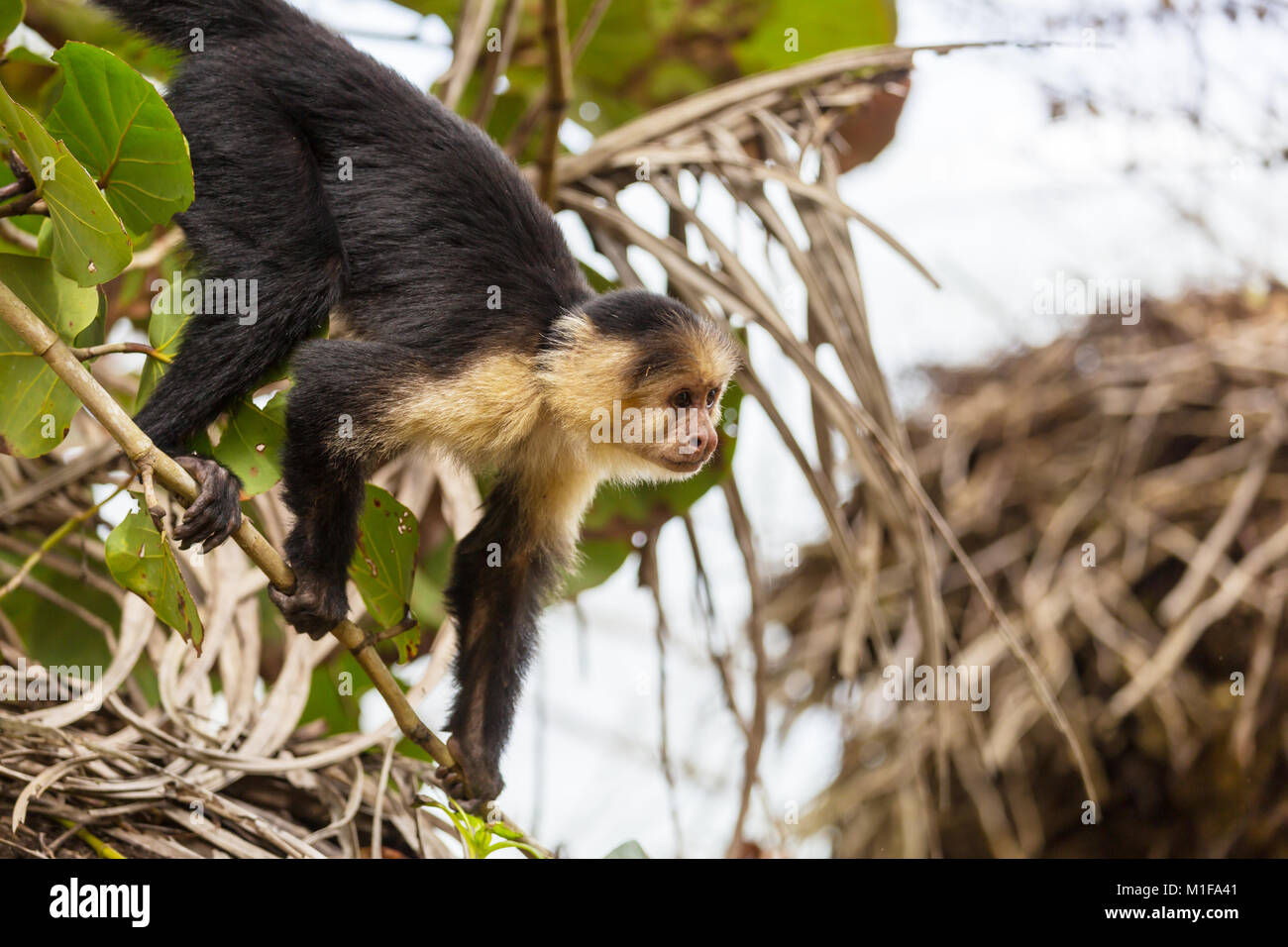 White faced capuchin monkeys forest in Costa Rica, Central America ...