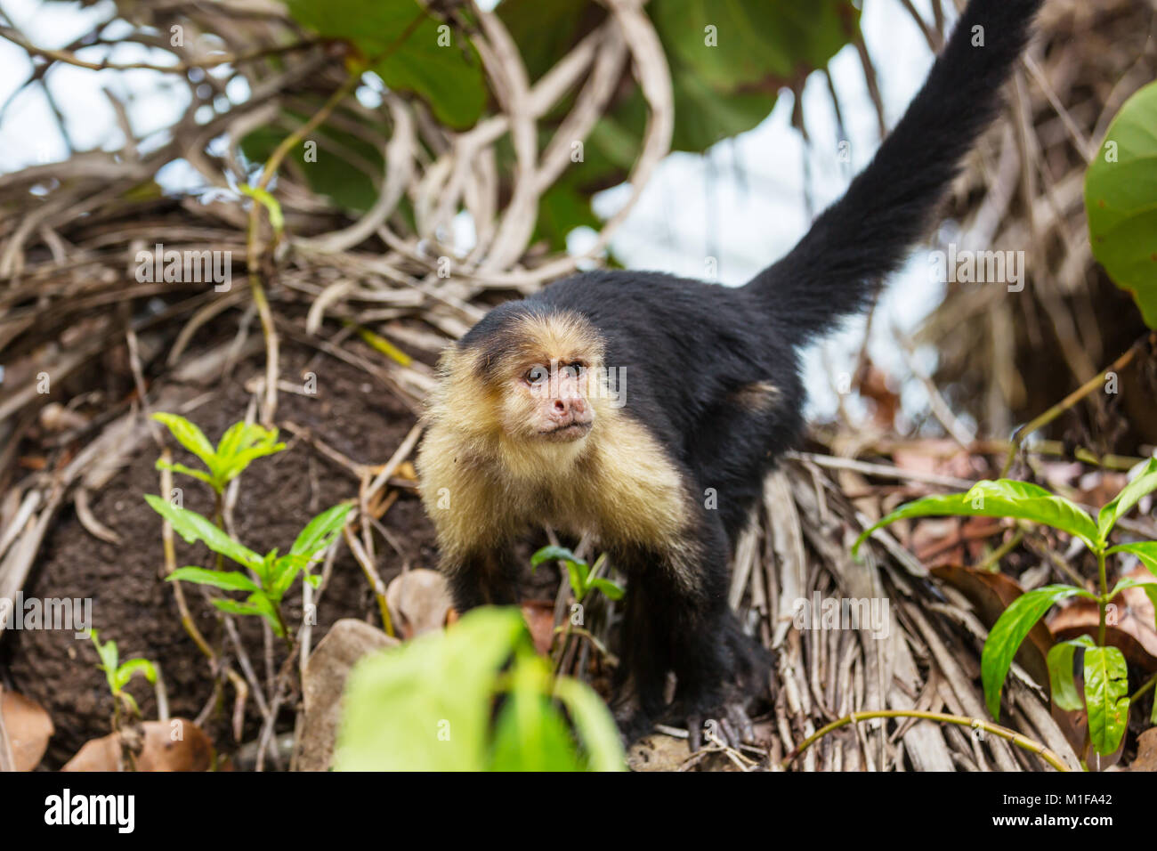 White faced capuchin monkeys forest in Costa Rica, Central America ...