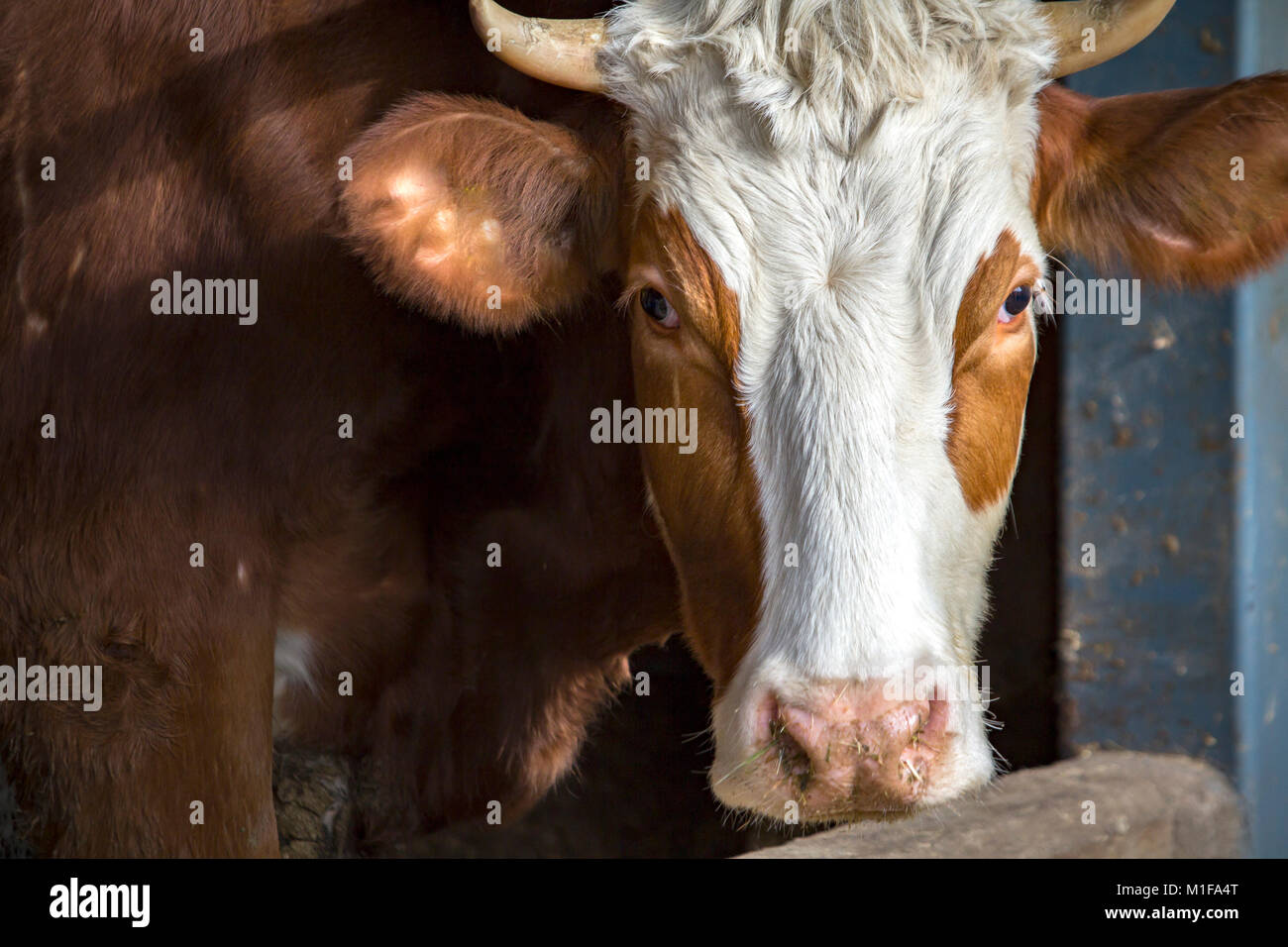 Farm life, portrait of a cow Stock Photo - Alamy
