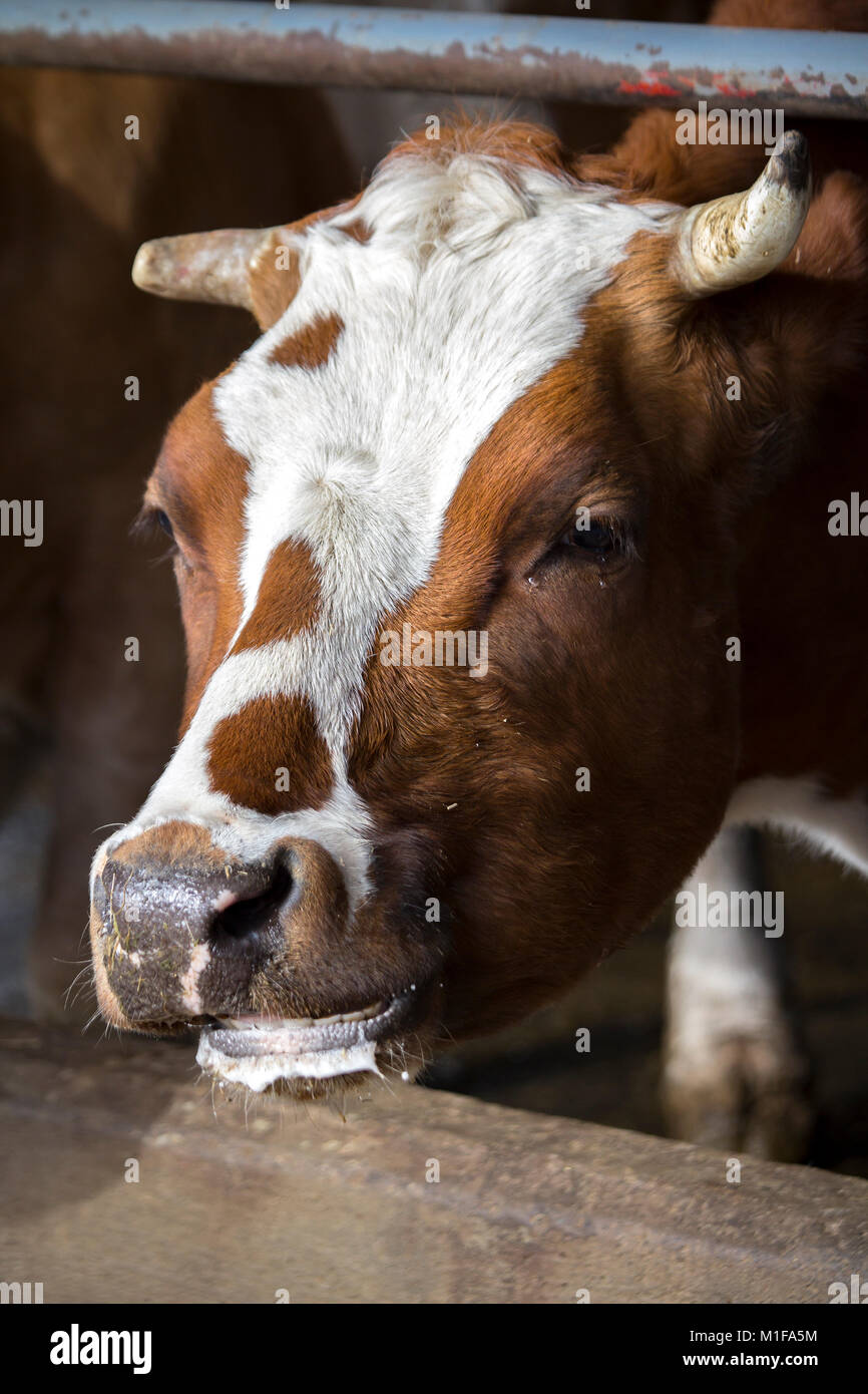 Farm life, portrait of a cow Stock Photo - Alamy