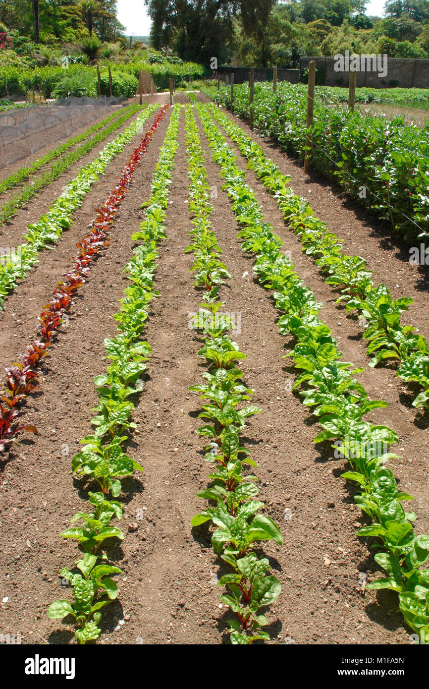 Vegetable seedlings in long rows in a large garden Stock Photo - Alamy