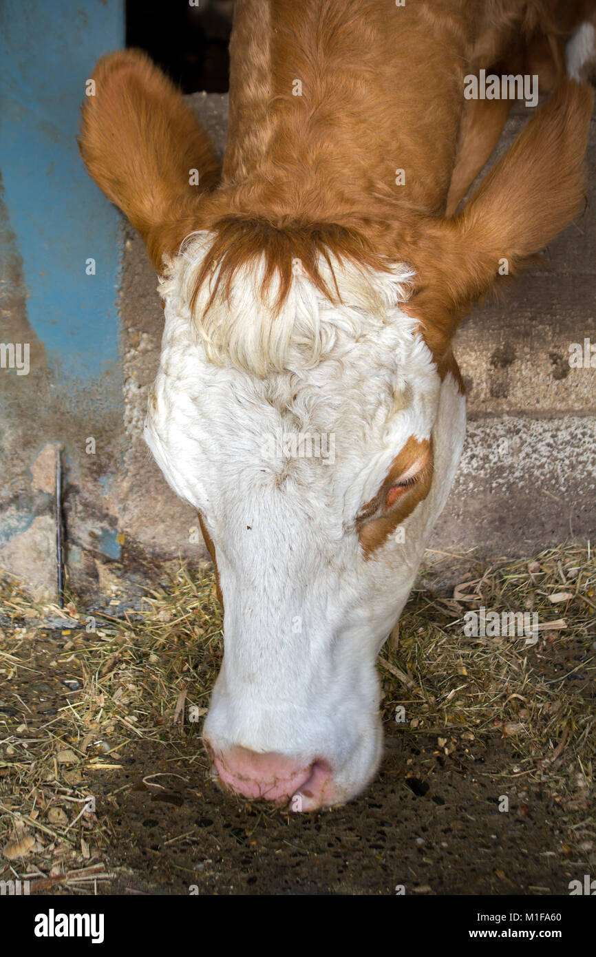 Farm life, portrait of a cow Stock Photo - Alamy