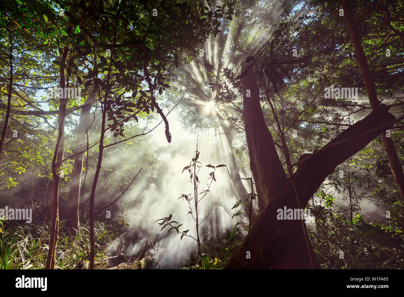 Sunny beams in forest Stock Photo - Alamy