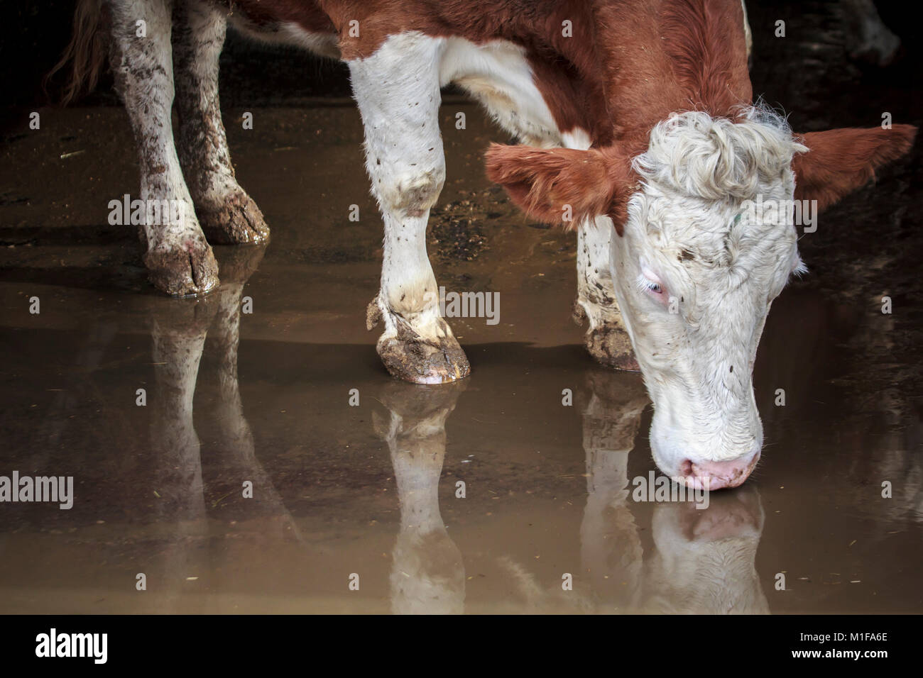 Farm life, portrait of a cow Stock Photo - Alamy