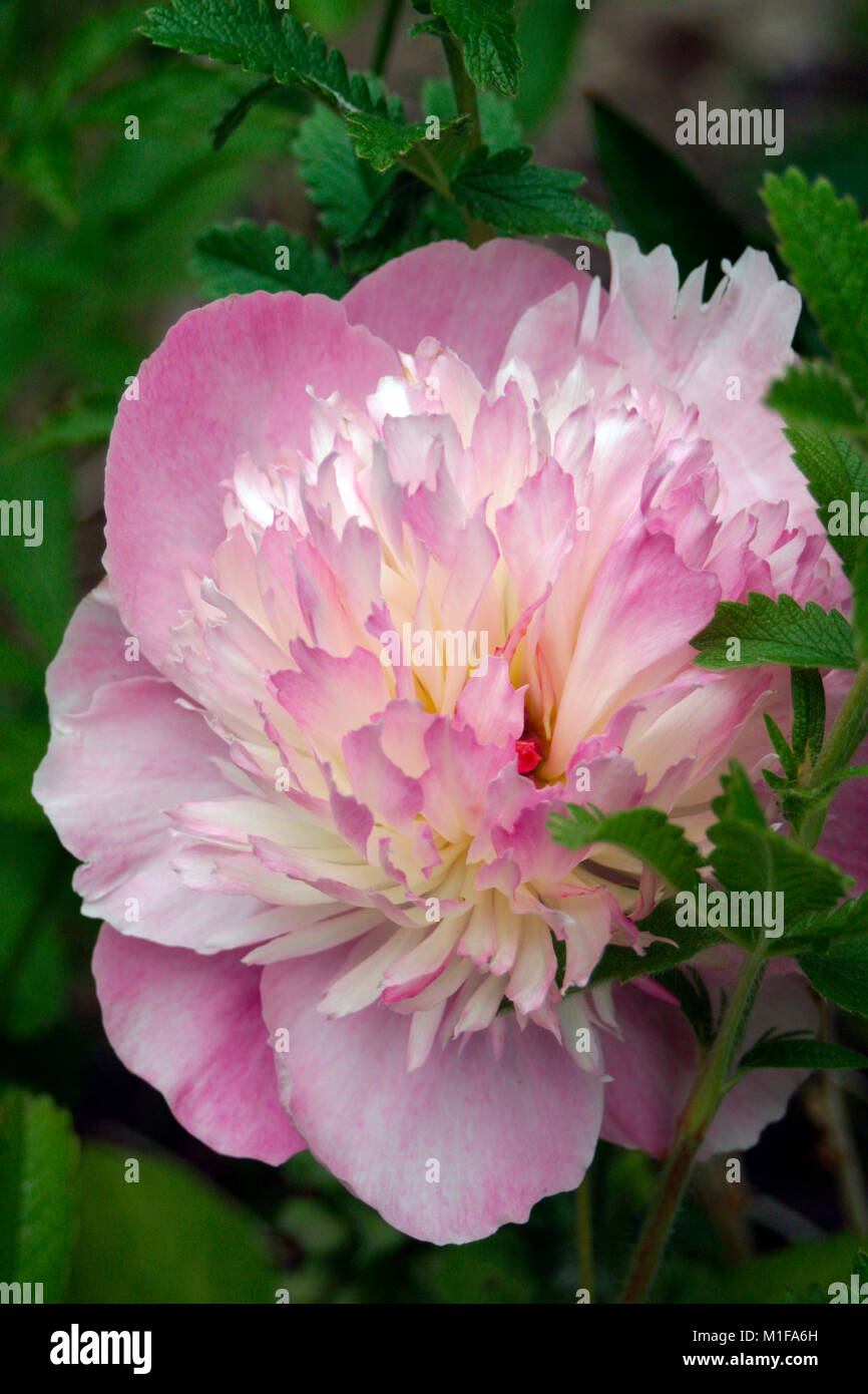 Close up of a single pretty pink Peony flower Stock Photo - Alamy