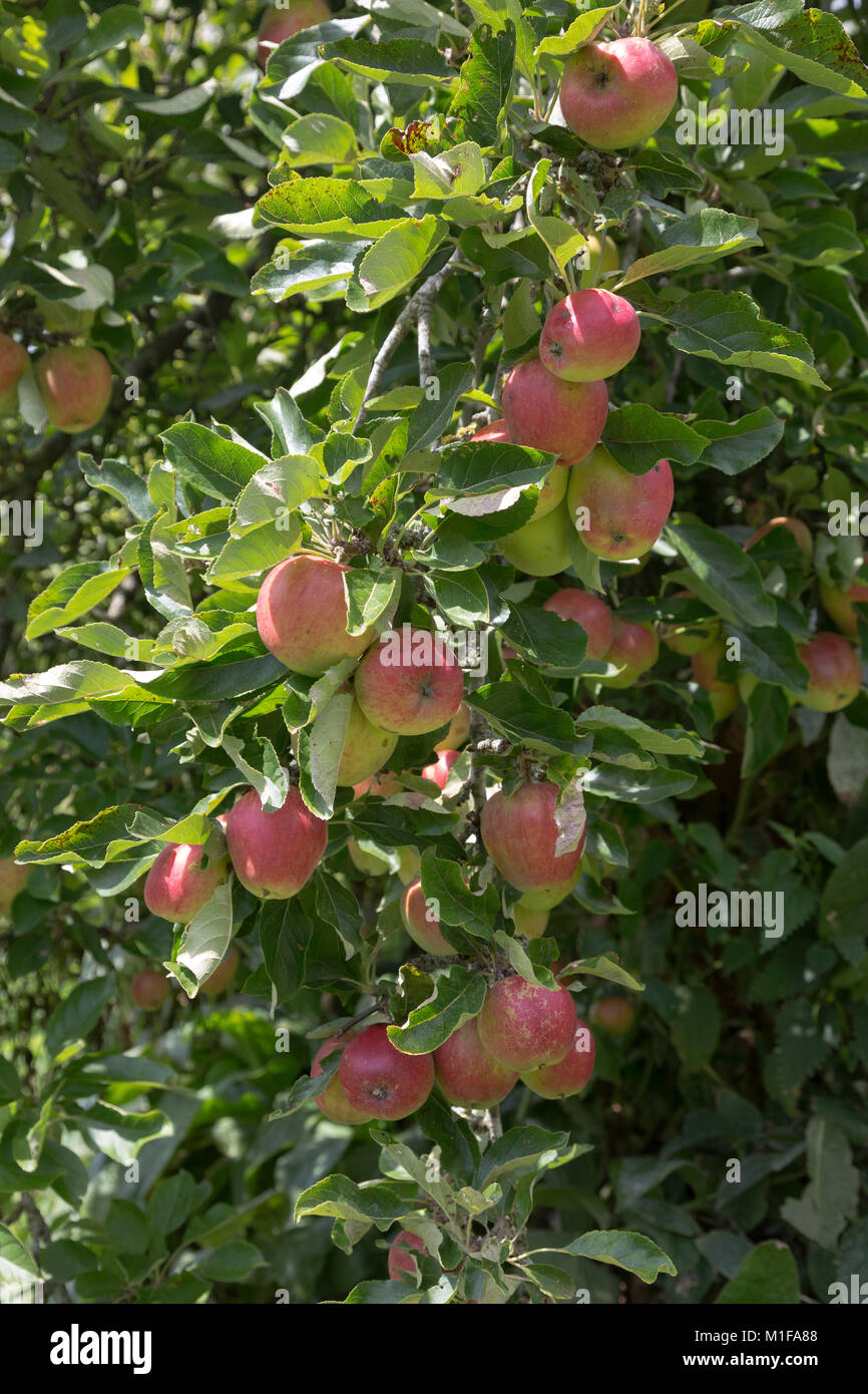 Heavy apple tree hi-res stock photography and images - Alamy