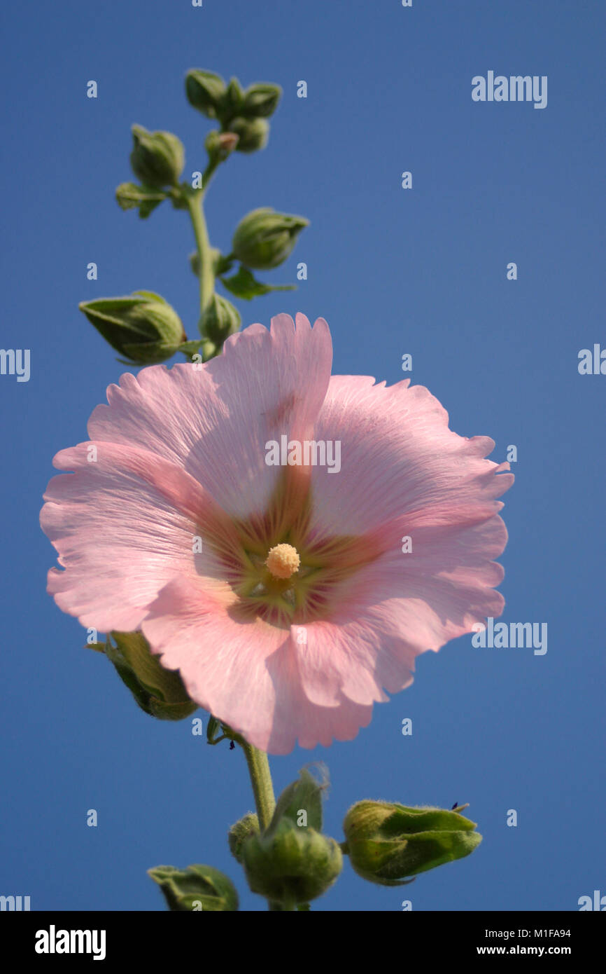 The first pretty pink hollyhock against blue sky Stock Photo - Alamy