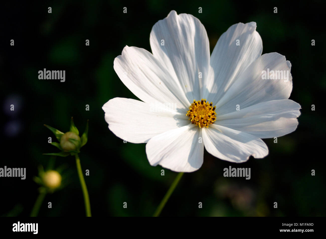 A single white Cosmos flower in a garden border Stock Photo - Alamy