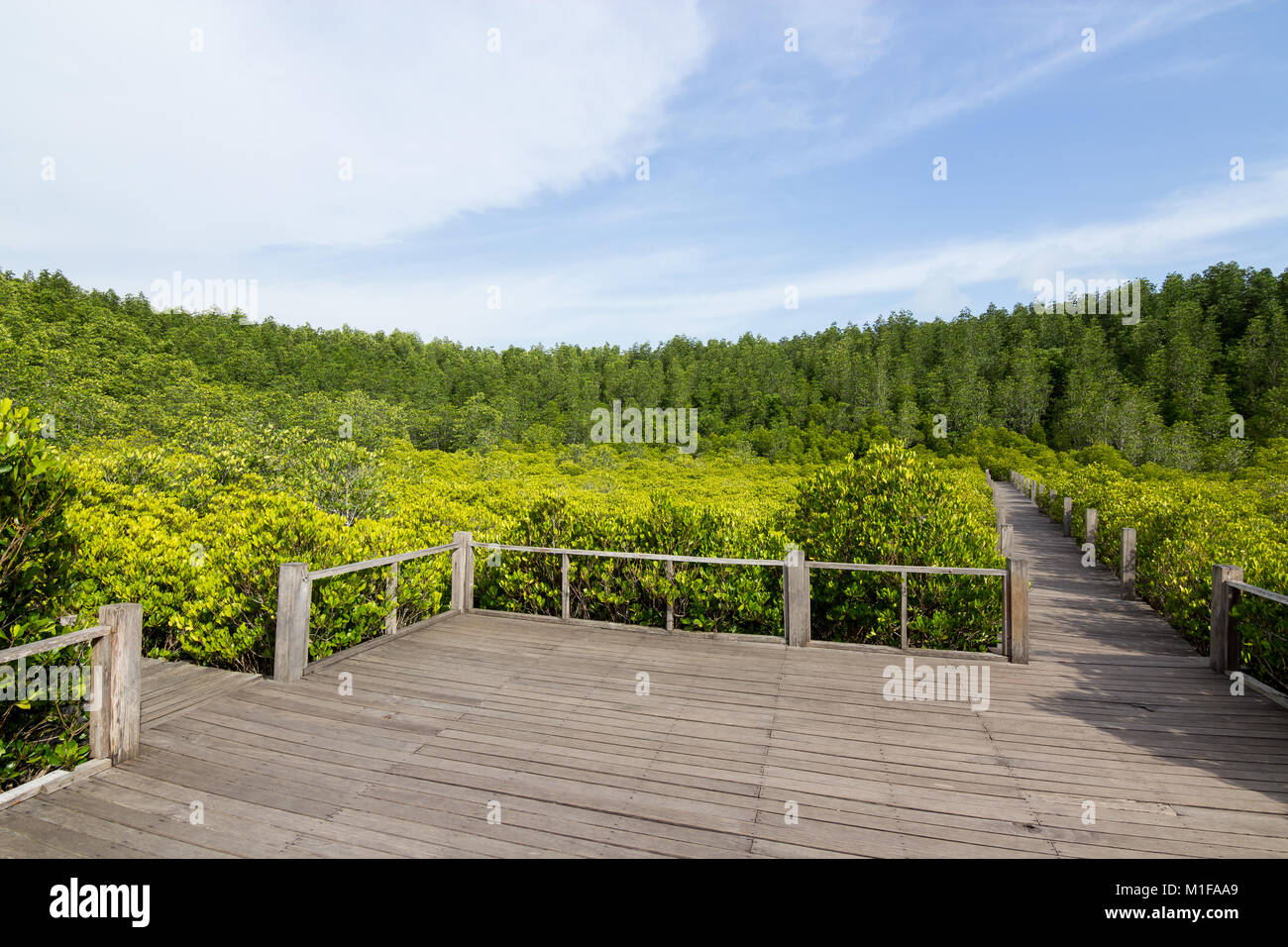 Tung Prong Thong, Rayong mangrove forest in Rayong, Thailand Stock ...
