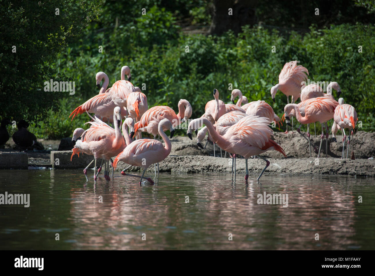 Pink legged birds hi-res stock photography and images - Alamy