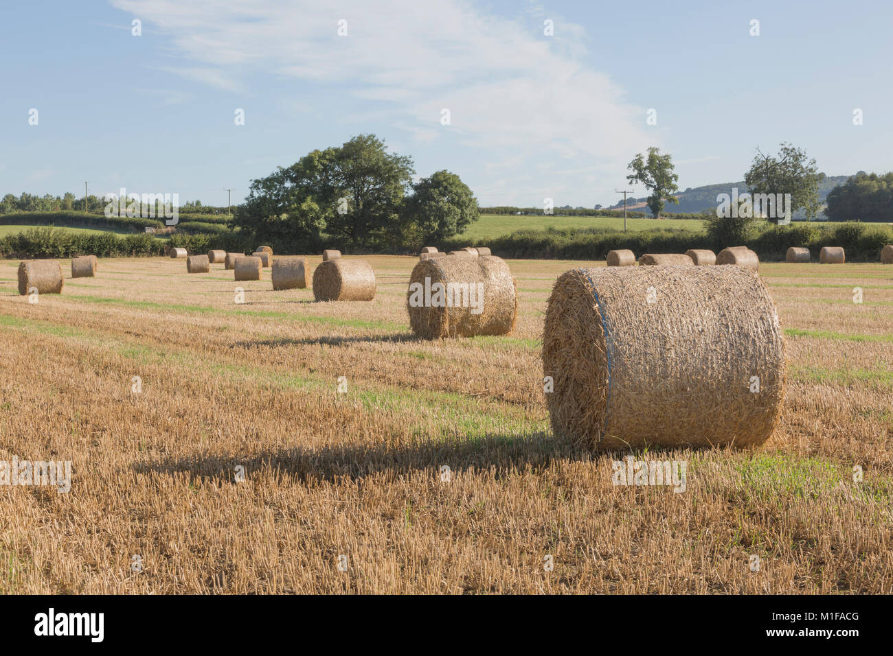 Round Barley Straw Bales High Resolution Stock Photography and Images ...