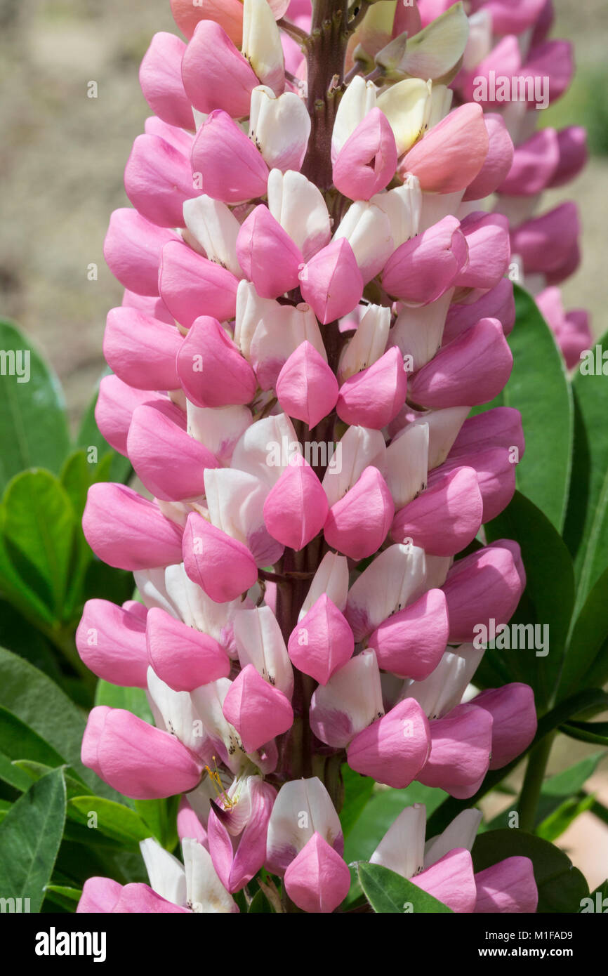 Upright flower hi-res stock photography and images - Alamy