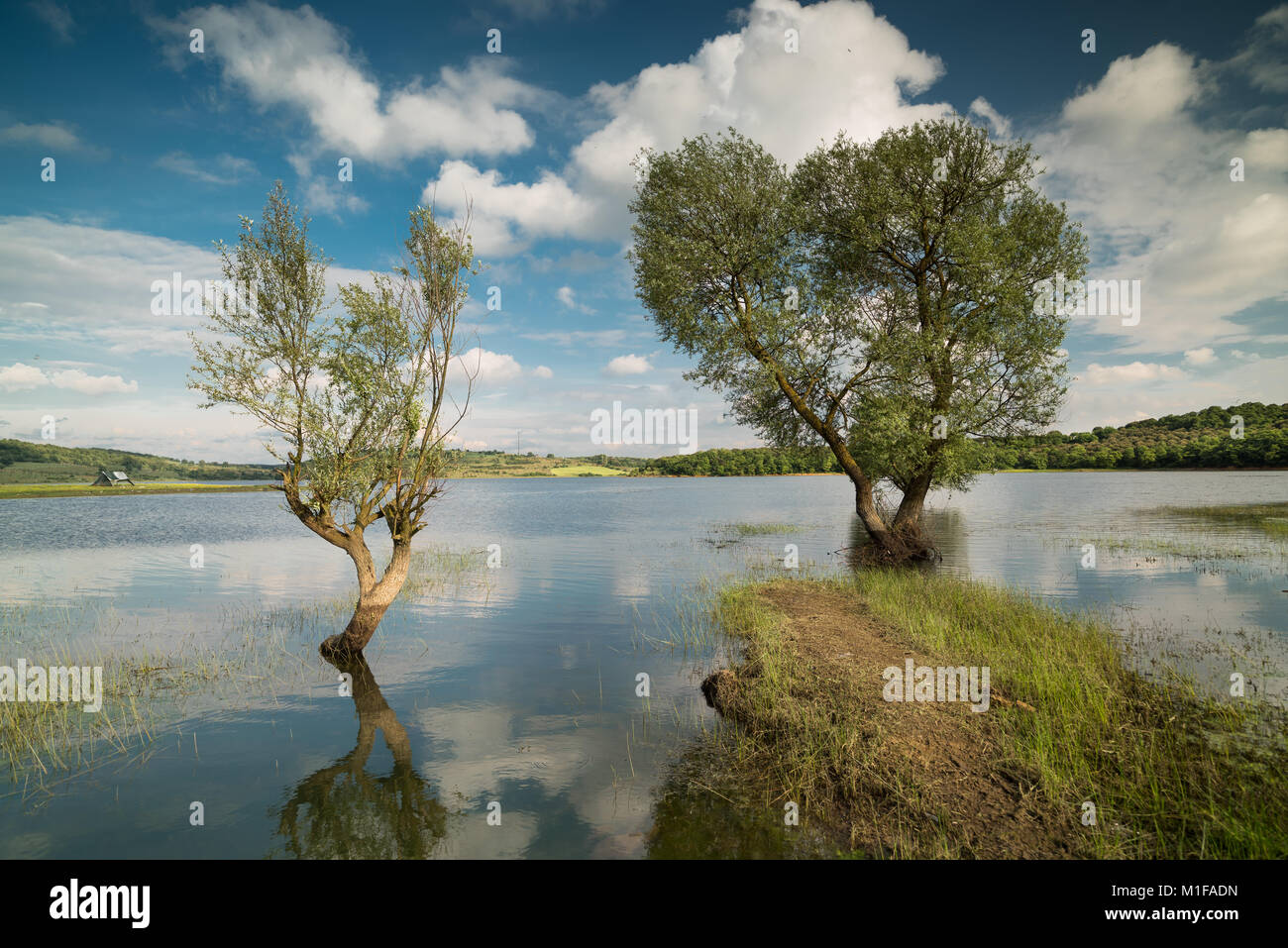 trees and lake Stock Photo - Alamy