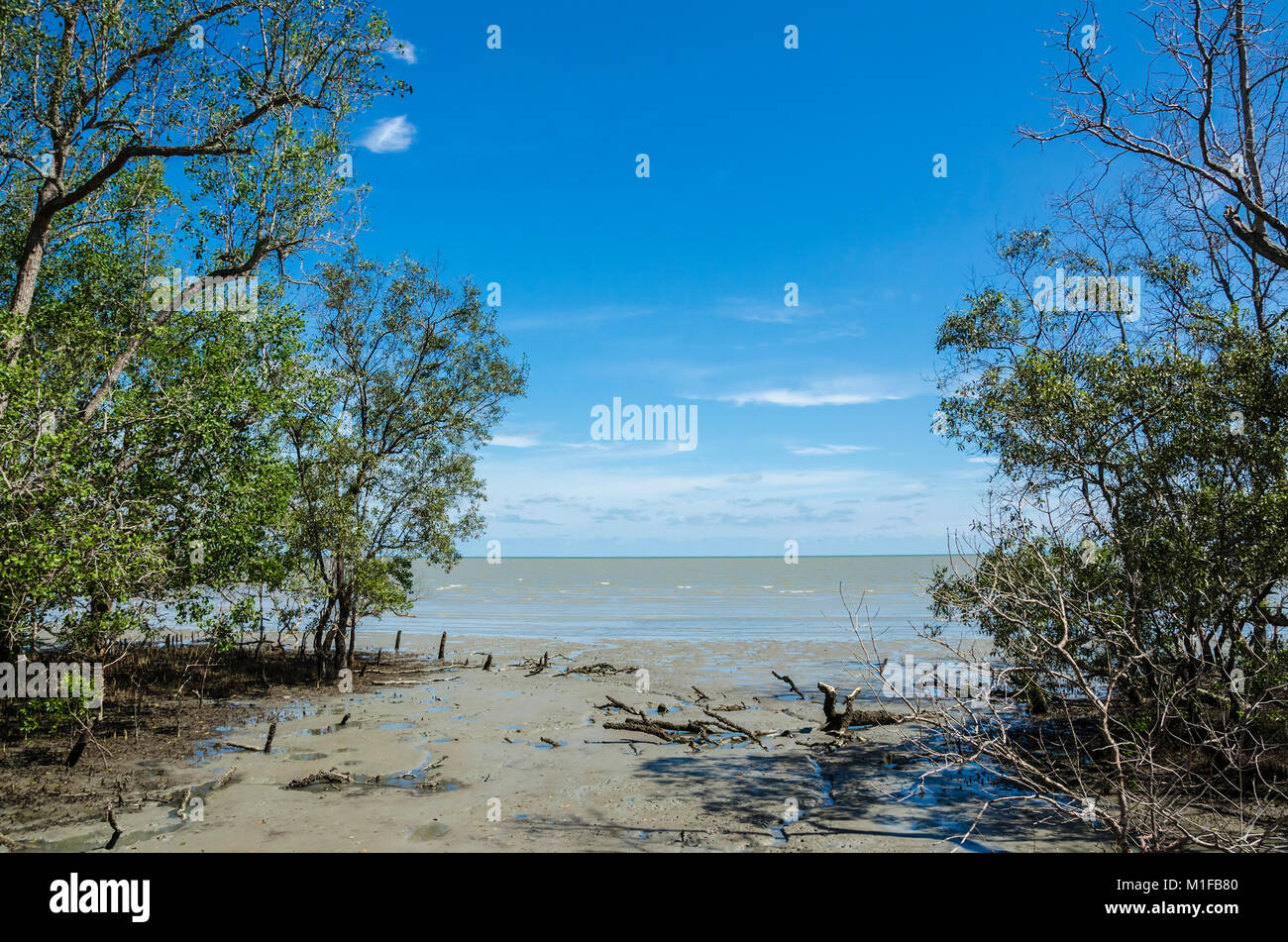 Mangrove swamp in the tropical beach - mangrove swamp at Setiawan ...