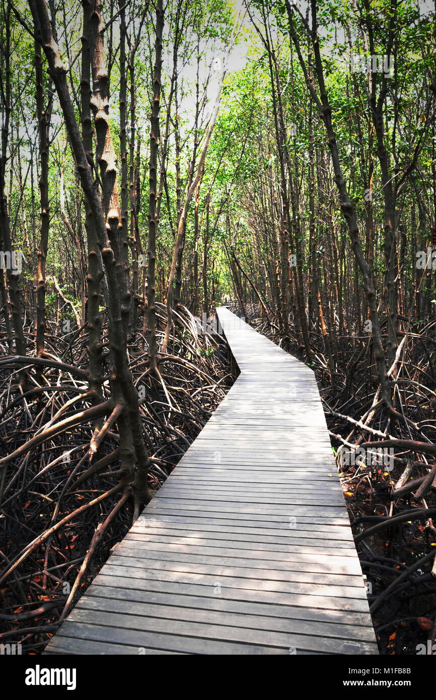 Wooden bridge walkway mangrove forest in Thailand Stock Photo - Alamy