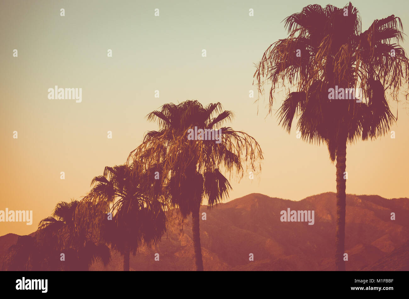 Row Of Palm Trees and Mountains at Sunset Palm Springs Stock Photo - Alamy