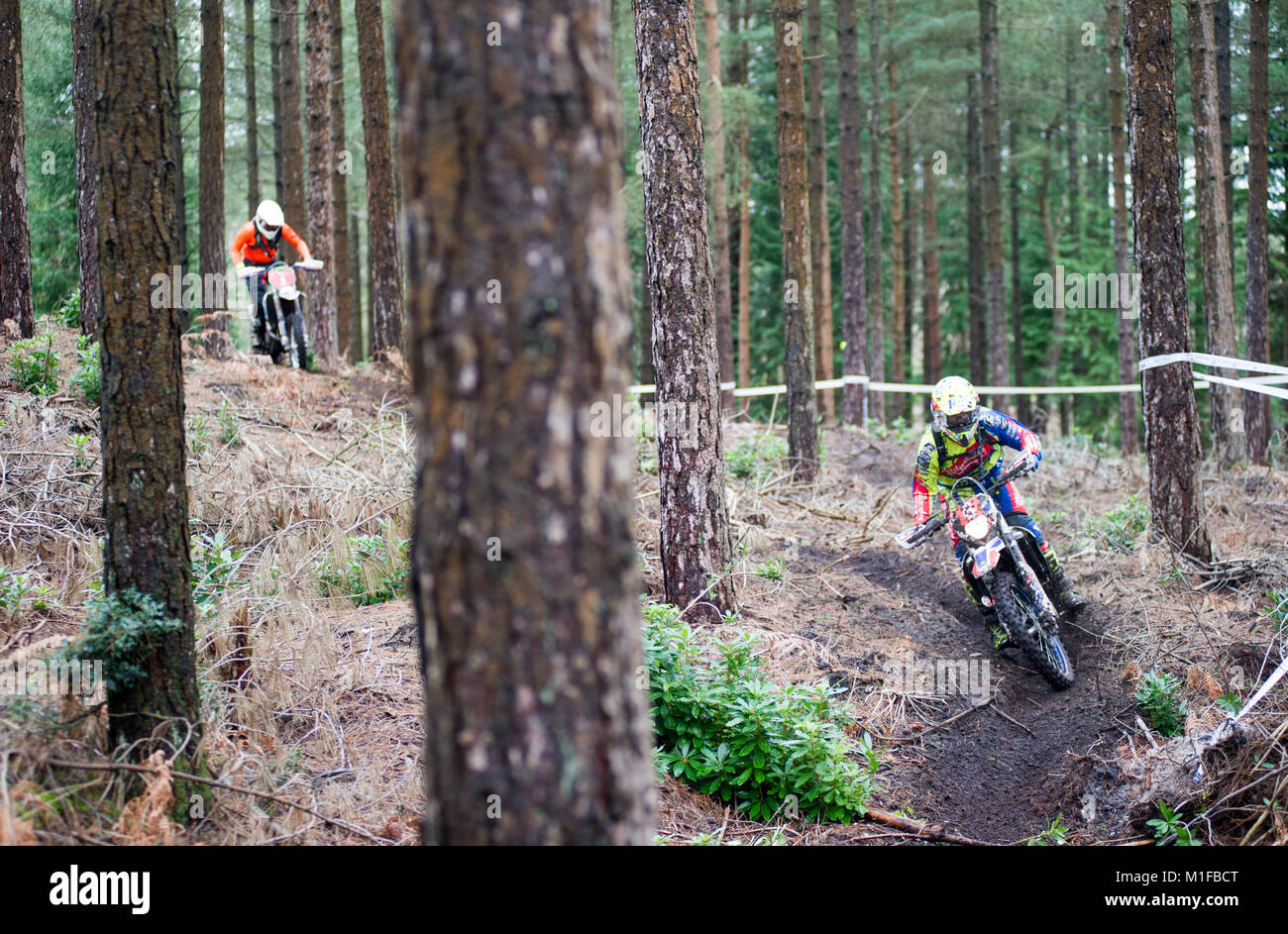 Moreton Forest, Moreton, Dorset, UK. 28th January, 2018. Richard Tucker ...