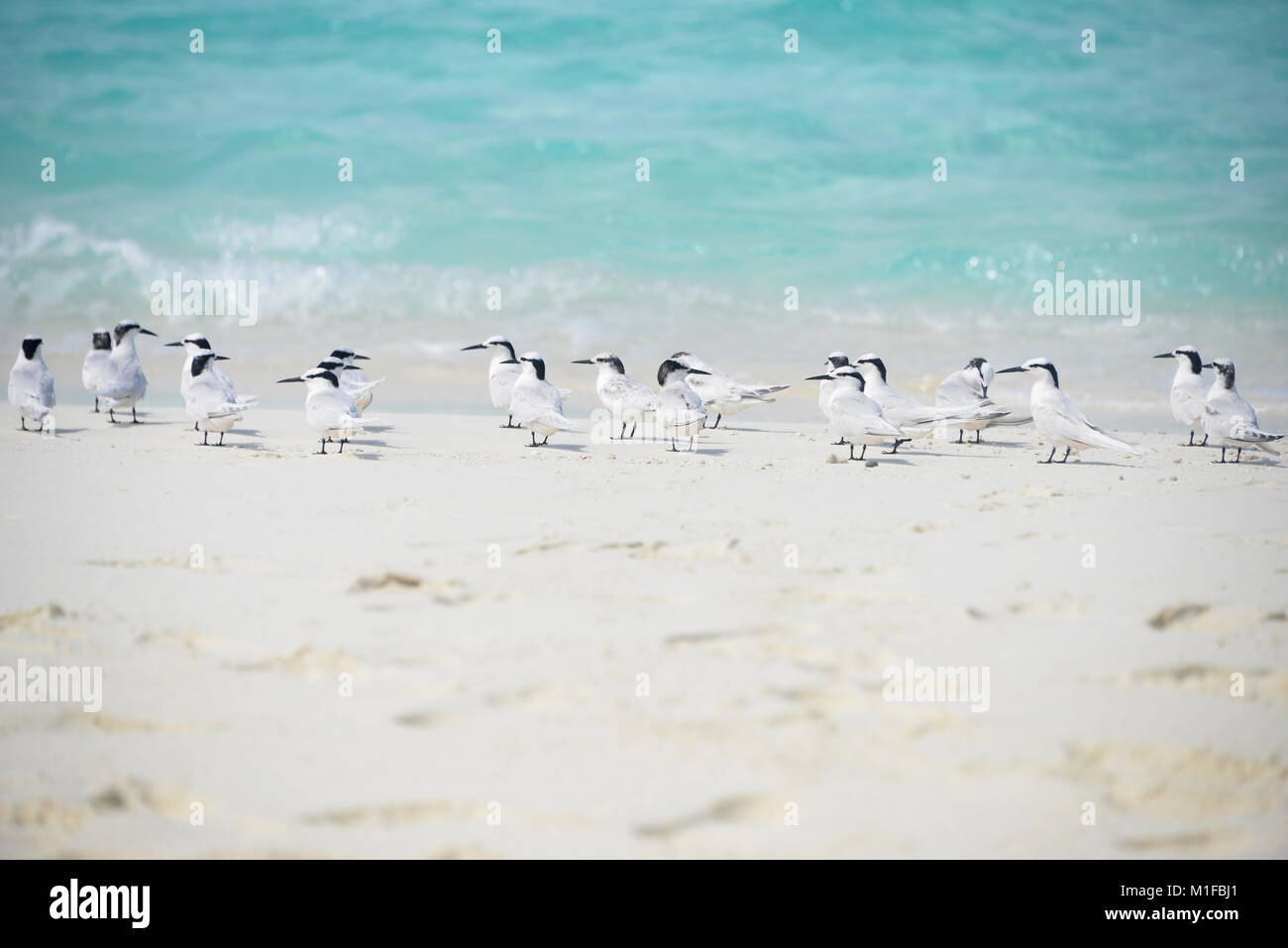 Bird flock in Maldives, black-naped tern Stock Photo - Alamy