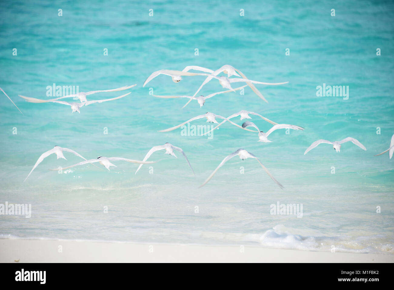 Maldives Bird High Resolution Stock Photography and Images - Alamy
