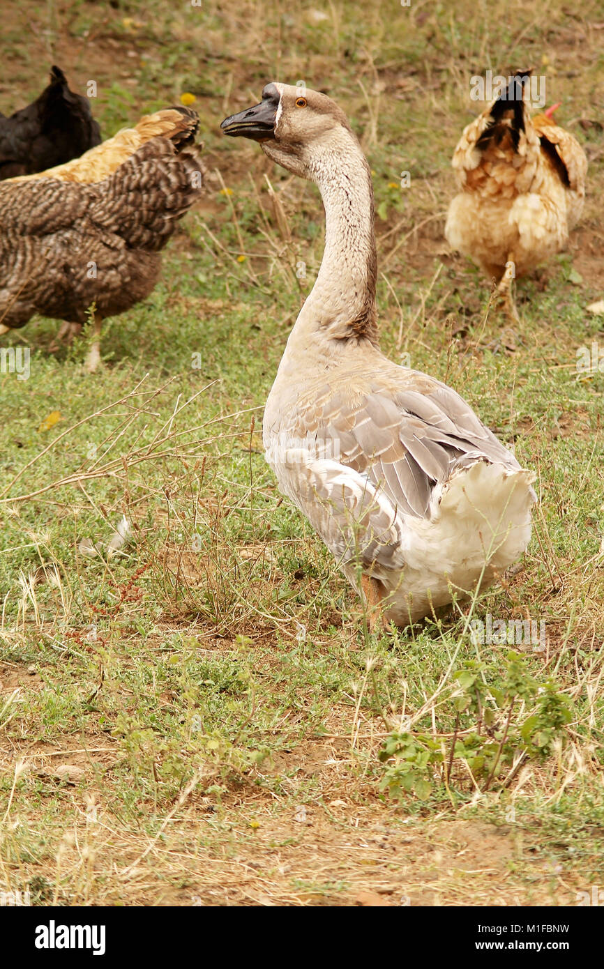Mean goose hi-res stock photography and images - Alamy