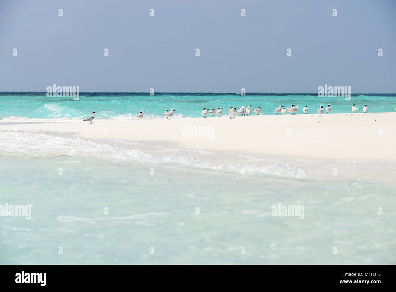Bird flock in Maldives, black-naped tern Stock Photo - Alamy