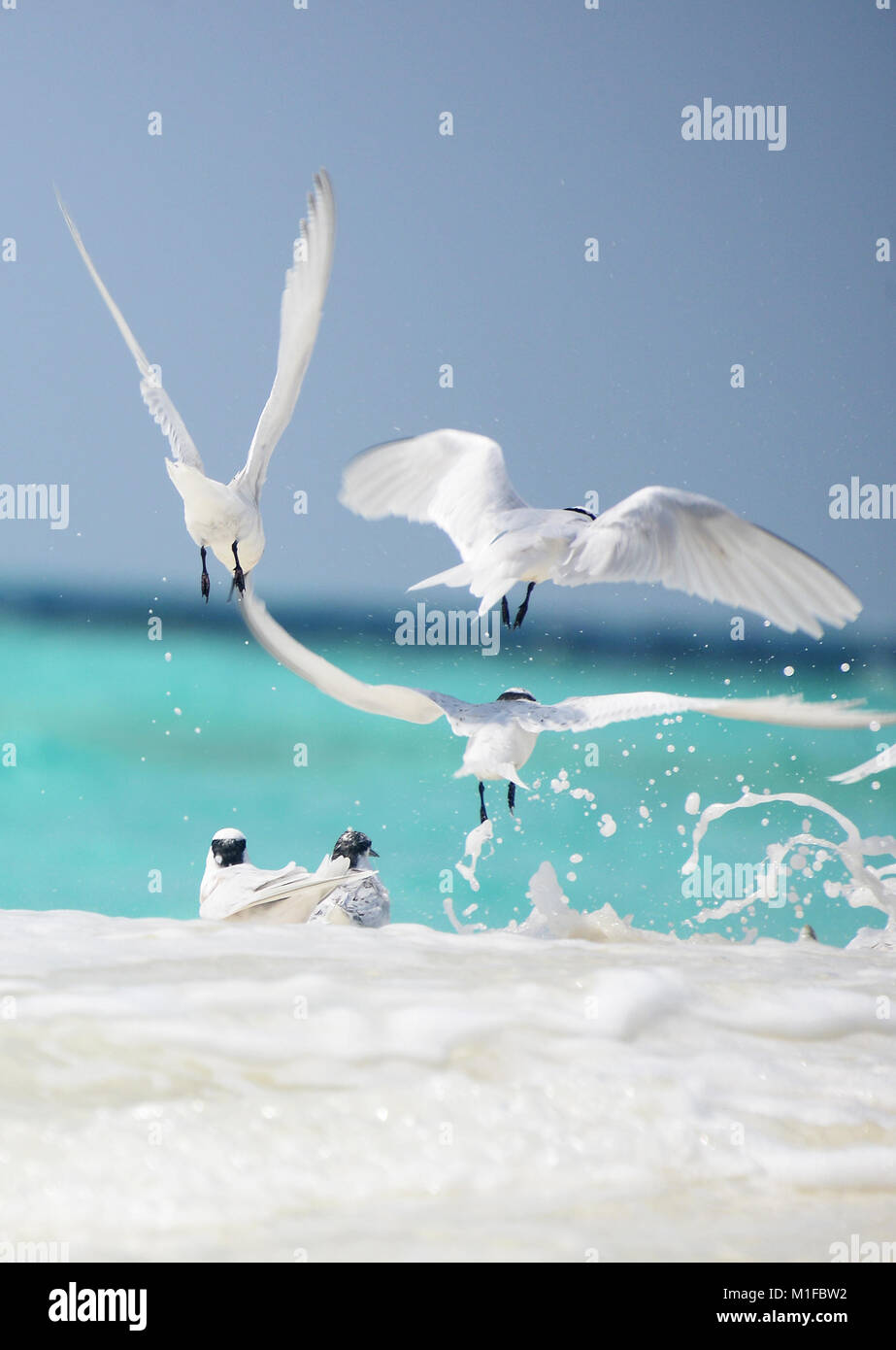 Bird of maldives hi-res stock photography and images - Alamy