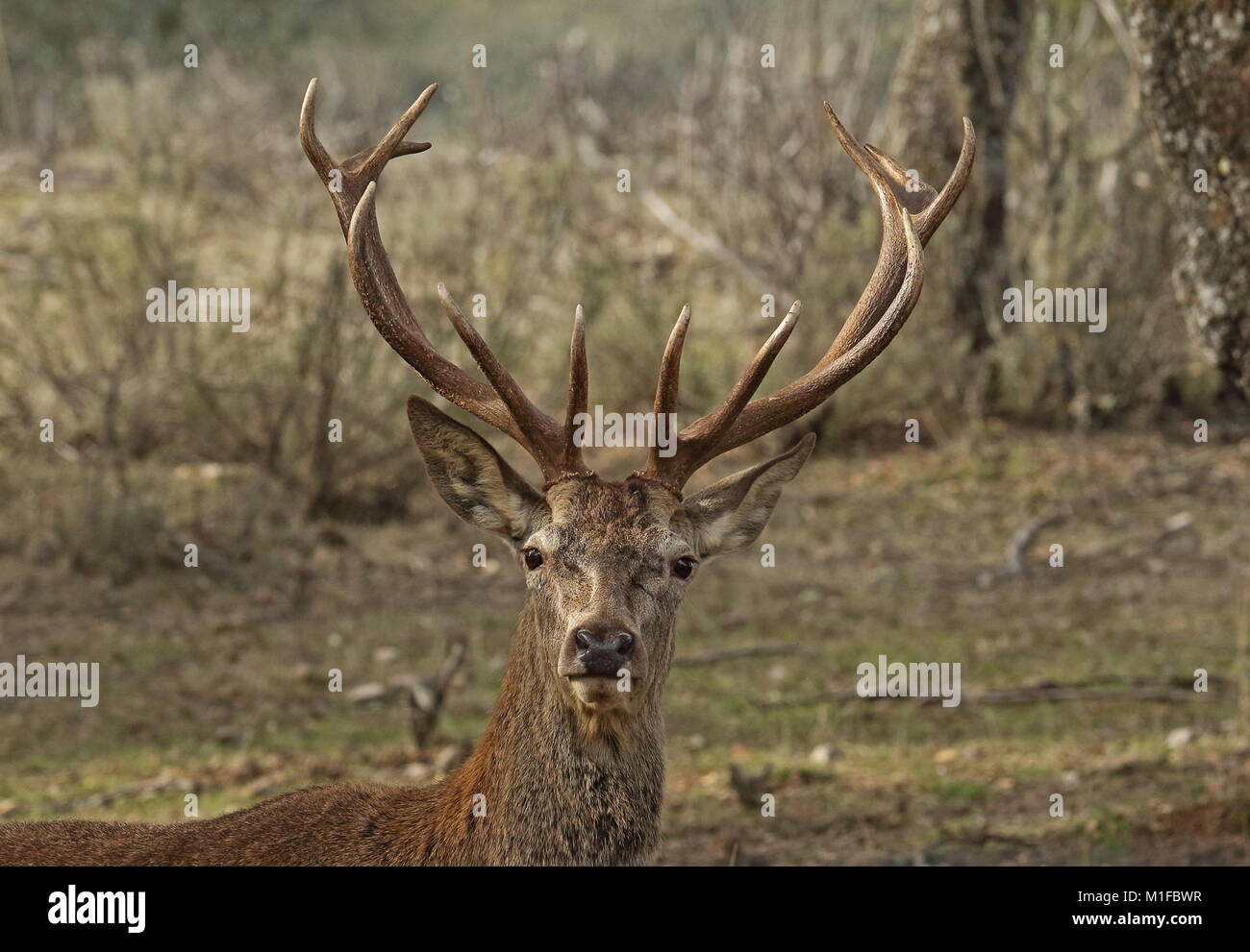 Western Red Deer (Cervus elaphus elaphus) head of adult male Parque ...