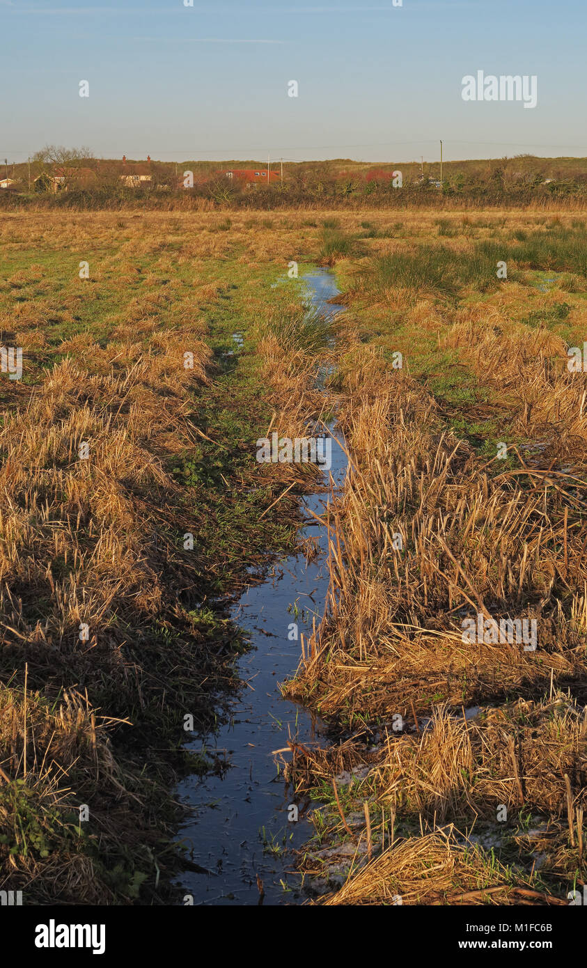 flooded ditch on Higher Level Stewardship Land Hempstead, Lessingham ...