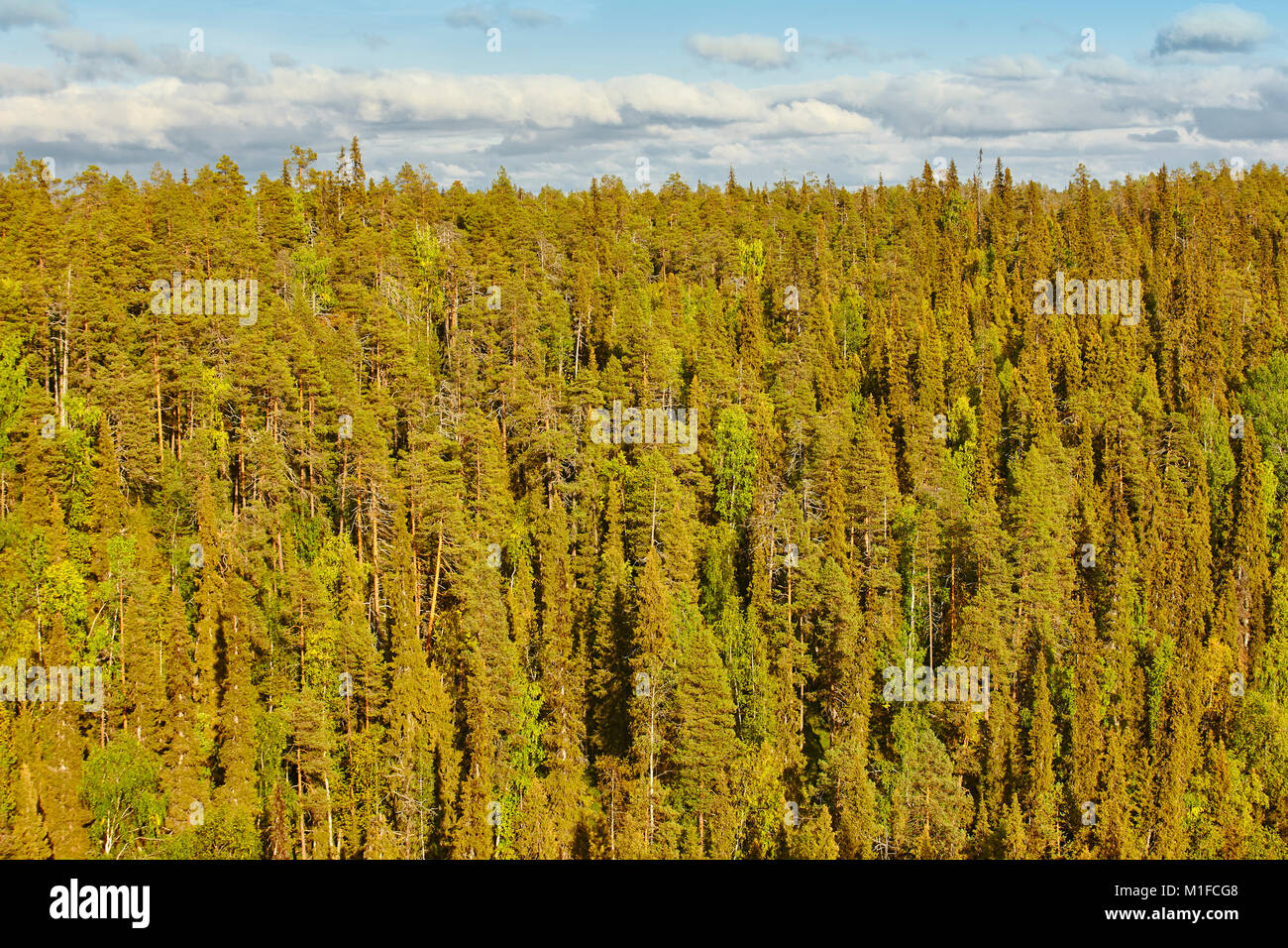 Finland green pine forest landscape. Finnish timber industry ...