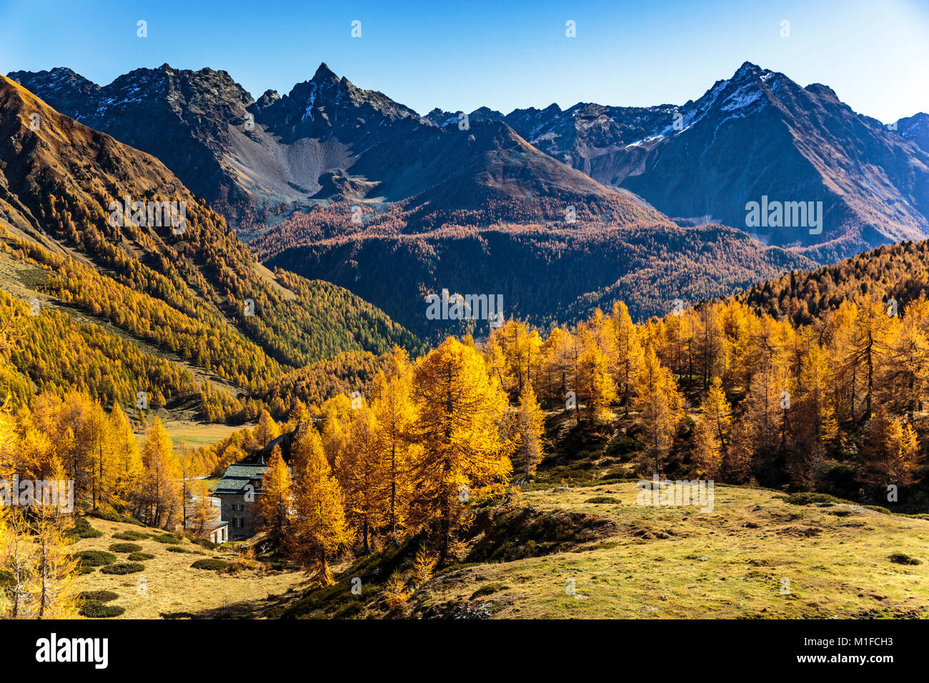 Fall foliage color in the mountains of the Poschiavo Valley near ...