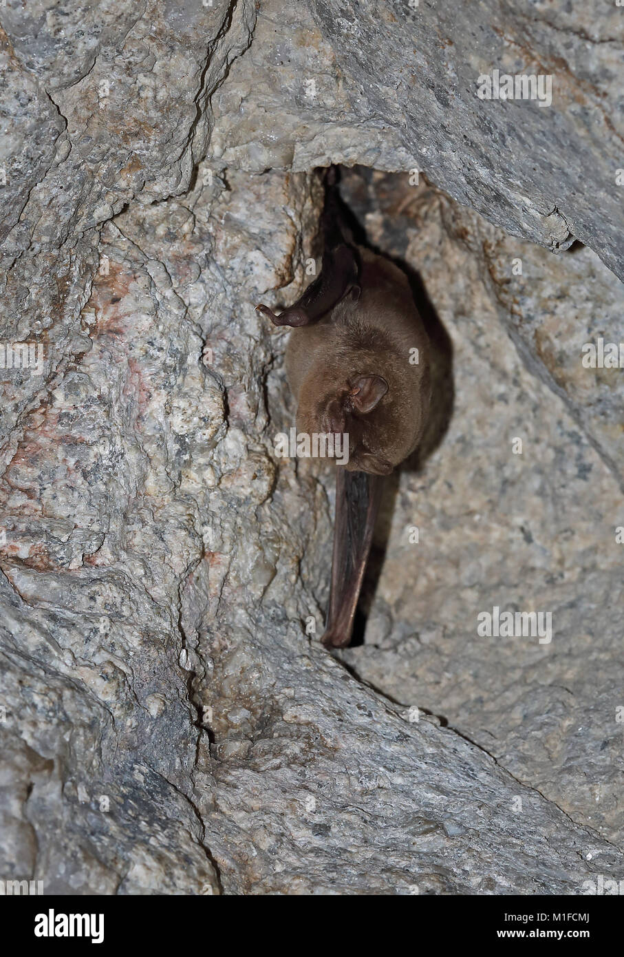 Common Bent-winged Bat (Miniopterus schreibersii) adult hibernating on ...