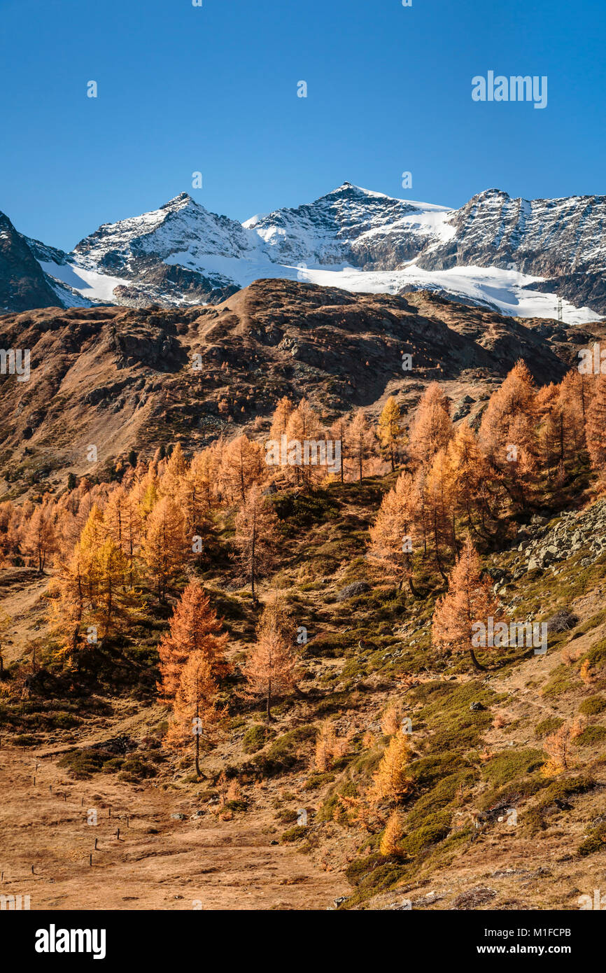 Fall foliage color in the mountains of the Poschiavo Valley near ...