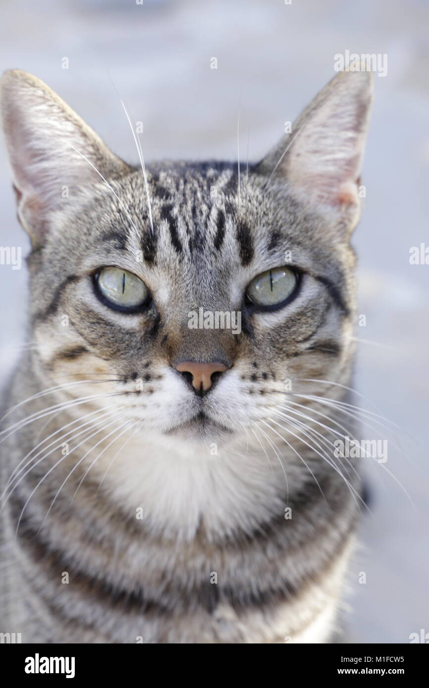 portrait of a cat with tiger stripes Stock Photo - Alamy