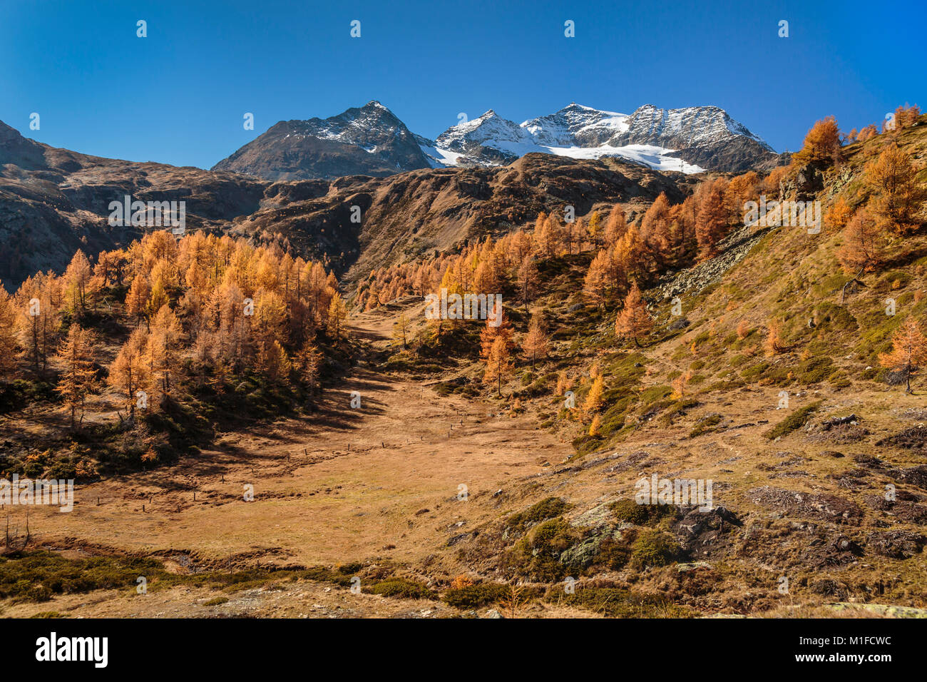 Fall foliage color in the mountains of the Poschiavo Valley near ...