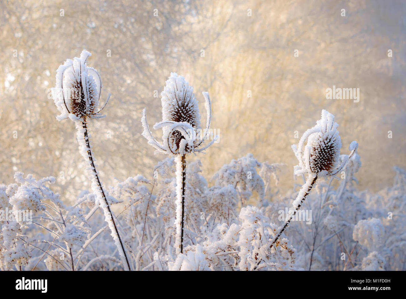 Dried wild teasel flower heads in a natural wildflower meadow were ...